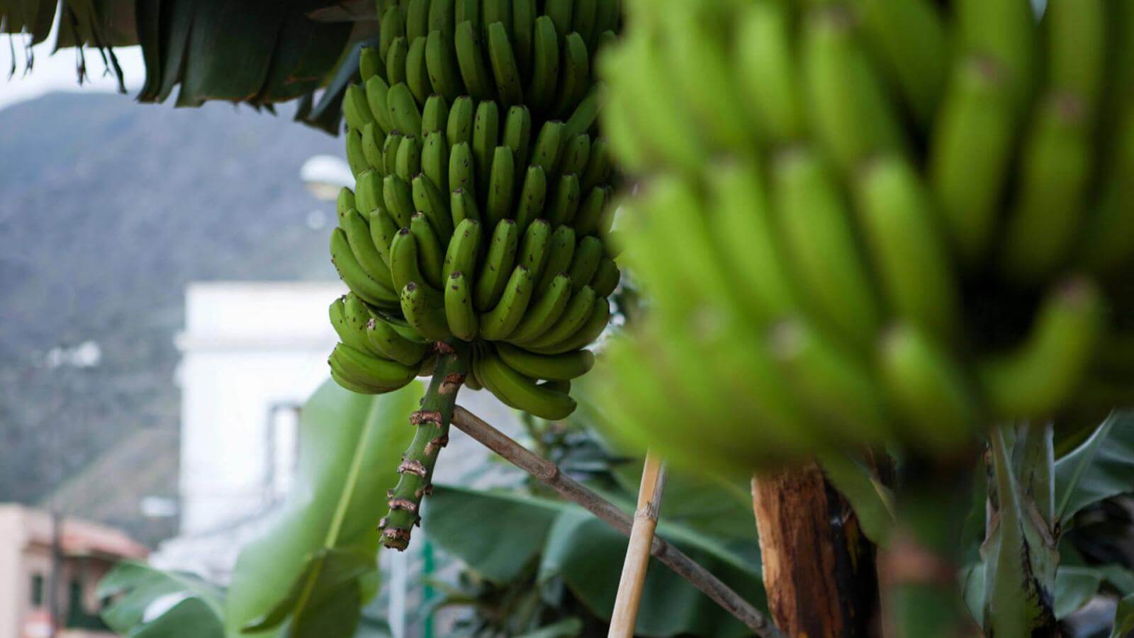 Kanaryjski banan – symbol tożsamości i jakości | Czesc Wyspy Kanaryjskie