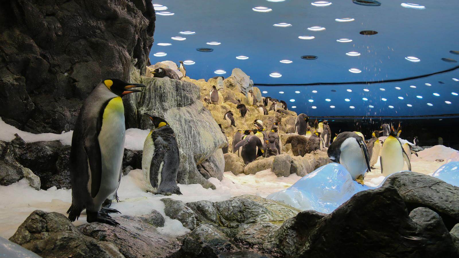 Loro Parque, una excursión familiar | Czesc Wyspy Kanaryjskie